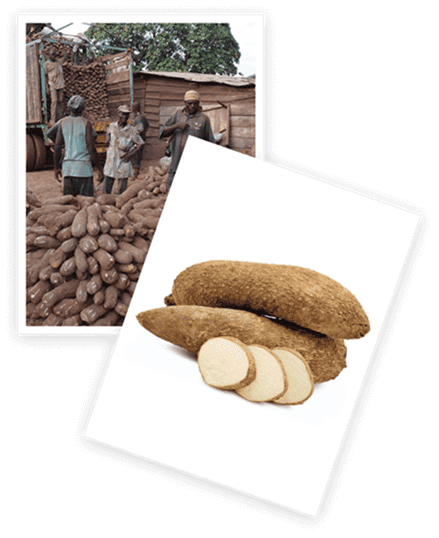 Symbolism of The Yam